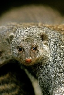 Banded Brothers: The Mongoose Mob: Season 1, Episode 2 | Rotten Tomatoes