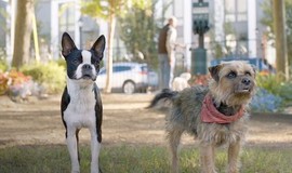 Strays - Rotten Tomatoes