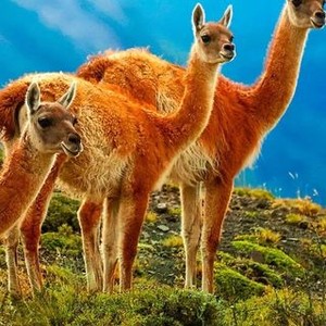 Wild Chile - Rotten Tomatoes