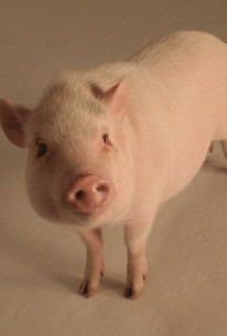 Awesome Animals: Season 1, Episode 2 - Rotten Tomatoes