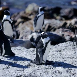 Penguin Hospital - Rotten Tomatoes