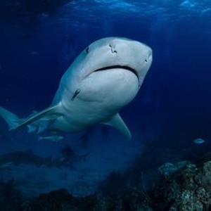 Sharks of the Ocean Desert - Rotten Tomatoes