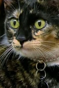 My Cat From Hell: Season 3, Episode 8 | Rotten Tomatoes