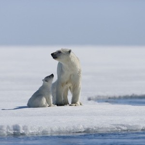 Arctic Tale - Rotten Tomatoes