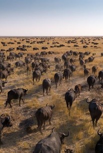 Our Planet: Season 2, Episode 1 - Rotten Tomatoes