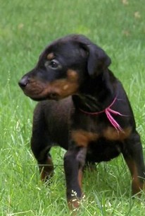 Too Cute!: Season 2, Episode 15 | Rotten Tomatoes