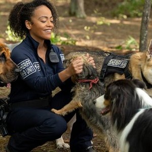 Strays - Rotten Tomatoes