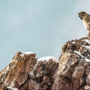 The Velvet Queen - Rotten Tomatoes