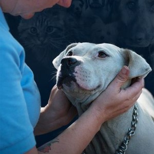 Breaking the Chain - Rotten Tomatoes