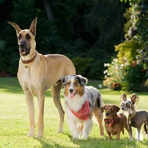 Marmaduke - Rotten Tomatoes