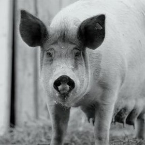 Gunda - Rotten Tomatoes