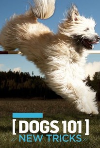 Dogs 101: New Tricks - Rotten Tomatoes