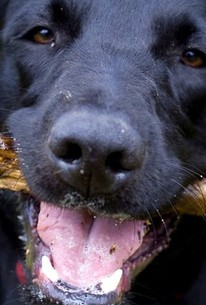 The Bionic Vet: Season 1, Episode 2 | Rotten Tomatoes