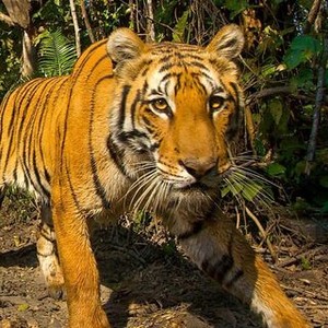 Expedition Tiger - Rotten Tomatoes