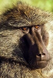 Serengeti: Season 1, Episode 5 | Rotten Tomatoes