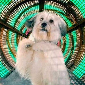 Pudsey the Dog: The Movie - Rotten Tomatoes