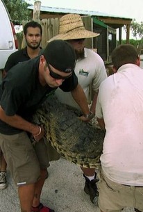 Swamp Brothers: Season 1, Episode 31 | Rotten Tomatoes