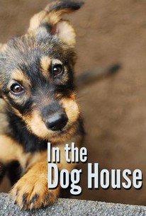 In the Dog House | Rotten Tomatoes
