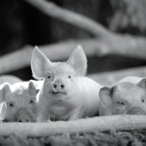 Gunda - Rotten Tomatoes