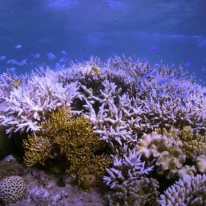 Chasing Coral - Rotten Tomatoes