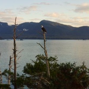 Island of the Sea Wolves - Rotten Tomatoes