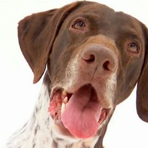 Dogs 101: Season 2, Episode 1 - Rotten Tomatoes