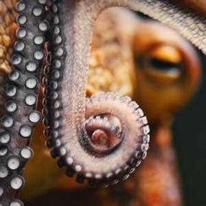 The Cryptid Factor - Rotten Tomatoes