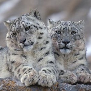 Animal - Rotten Tomatoes