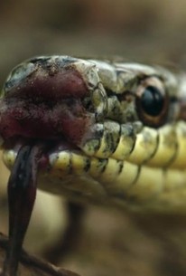 Wild Korea: Season 1, Episode 2 | Rotten Tomatoes