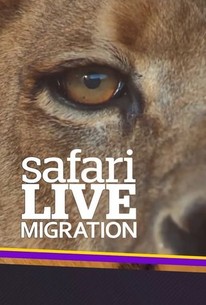 Safari Live: Migration | Rotten Tomatoes