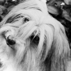 Poco - Rotten Tomatoes