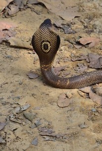 Python Hunters: Season 3, Episode 10 | Rotten Tomatoes