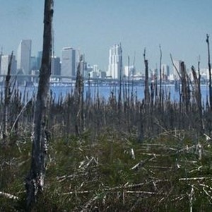 Swamp Wars - Rotten Tomatoes