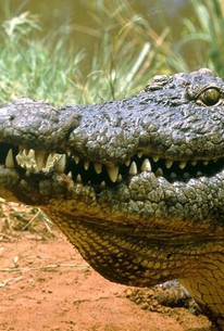 Man v. Animal: Season 1, Episode 11 | Rotten Tomatoes