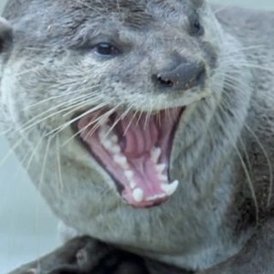 Otter Dynasty: Season 1, Episode 3 - Rotten Tomatoes