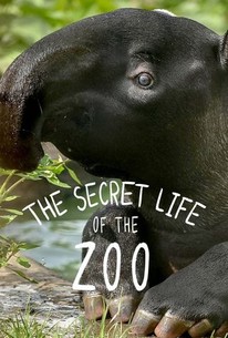 The Secret Life of the Zoo: Season 6 | Rotten Tomatoes