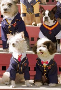 Pup Academy: Season 1, Episode 9 | Rotten Tomatoes