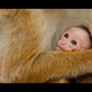 Monkey Kingdom - Rotten Tomatoes