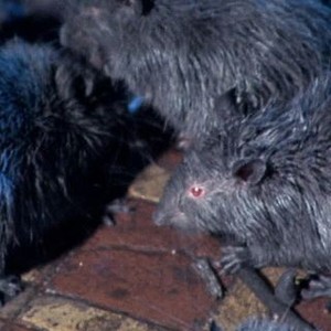 Rats - Rotten Tomatoes