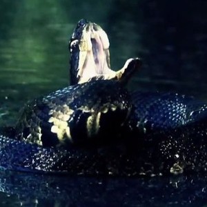 Swamp Wars: Season 2, Episode 2 - Rotten Tomatoes