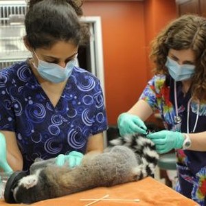 Dr. K's Exotic Animal ER: Season 1, Episode 4 - Rotten Tomatoes