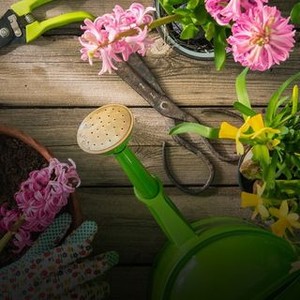 The Garden Gurus - Rotten Tomatoes