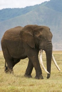 Blood Ivory: Season 1, Episode 1 | Rotten Tomatoes