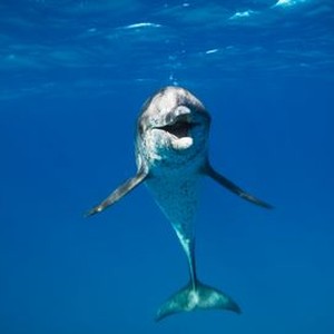 Animal - Rotten Tomatoes