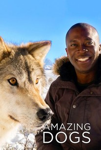 Amazing Dogs | Rotten Tomatoes