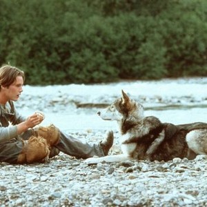 White Fang - Rotten Tomatoes