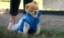 Strays - Rotten Tomatoes