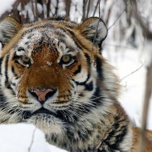 Operation Snow Tiger - Rotten Tomatoes