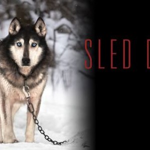 Sled Dogs - Rotten Tomatoes