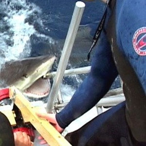 Open Water - Rotten Tomatoes